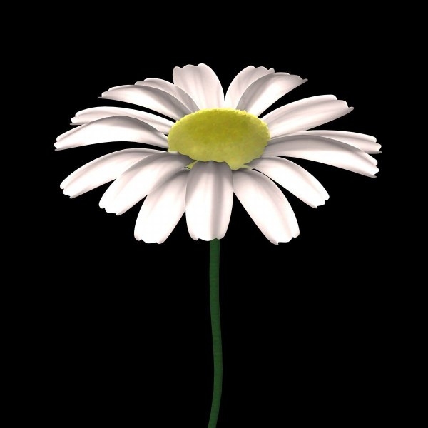 Daisy 3D Models for Download | TurboSquid