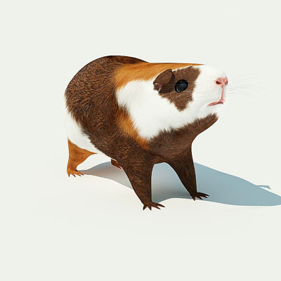 3d guinea pig cavy model