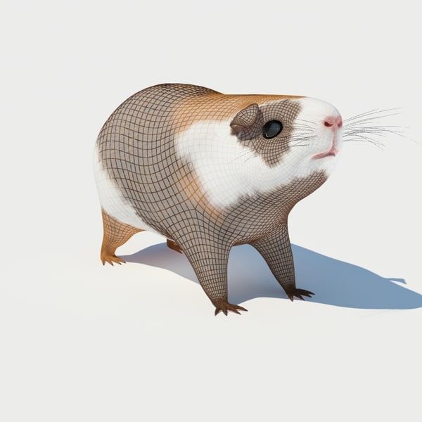 3d guinea pig cavy model