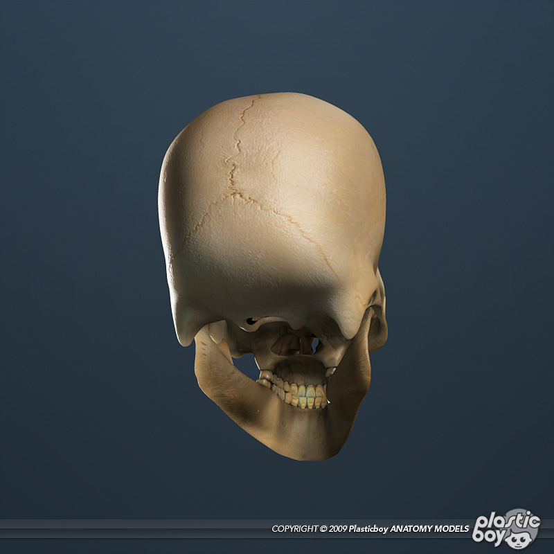 3ds max human skull