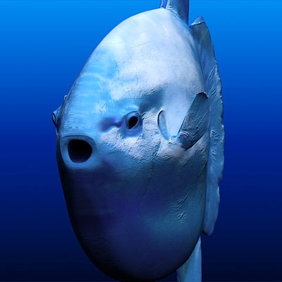 sunfish fish ocean 3d model
