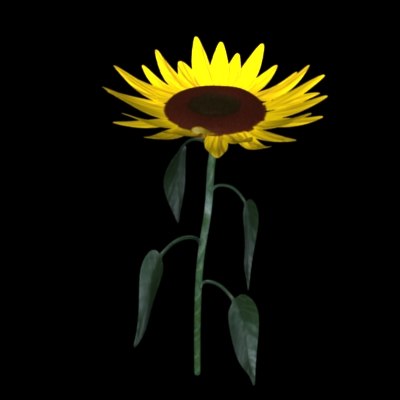 Sunflower 3D Models for Download | TurboSquid