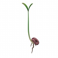 growing seed animation 3d model