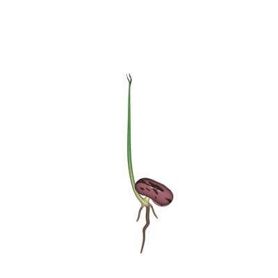 growing seed animation 3d model
