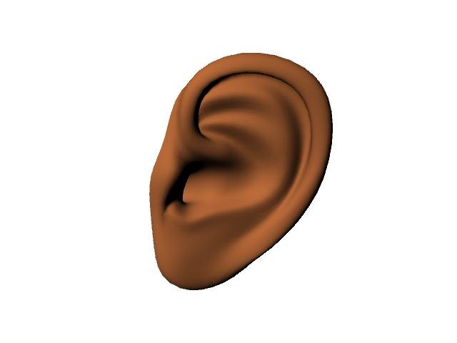 Ohr 3D-Modell - TurboSquid 455712