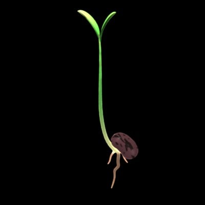 growing seed animation 3d model