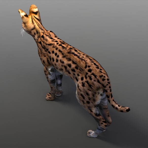 serval cats 3ds