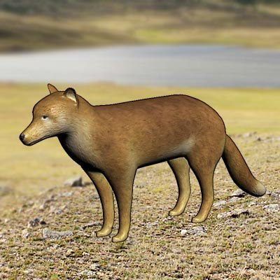 3ds falkland islands wolf dog