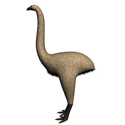 moa bird extinct obj