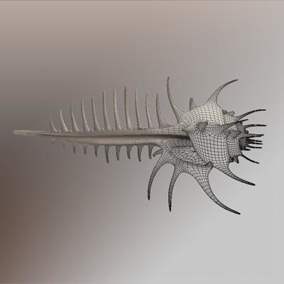 3d murex shell model