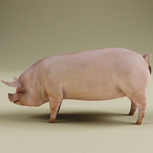 3d model of pig modelled