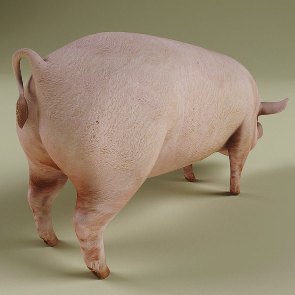 3d model of pig modelled