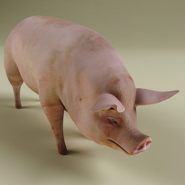 3d model of pig modelled