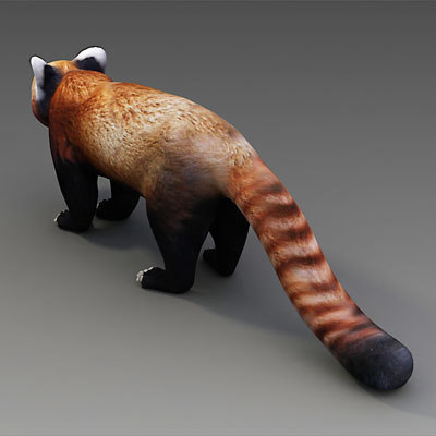 3d model red panda