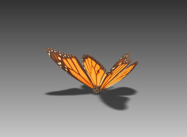 butterfly fly 3d obj