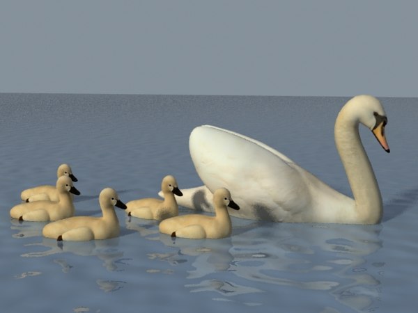 3D Swan Models | TurboSquid