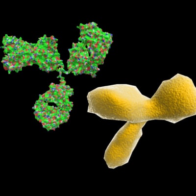 3D Antibody Models | TurboSquid