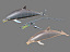 dolphin rigged caustics 3d max