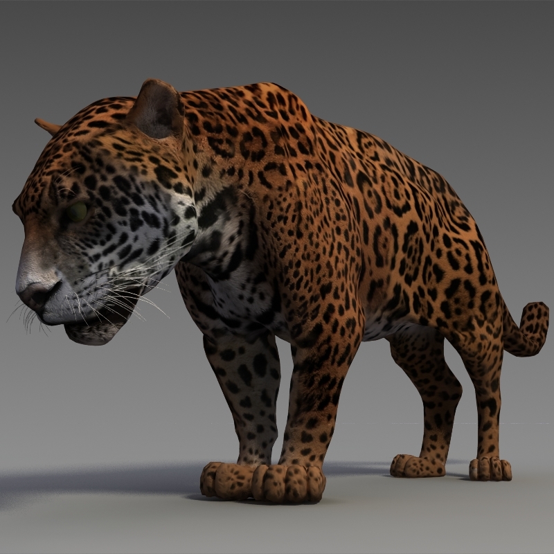 3d wild cats feline model