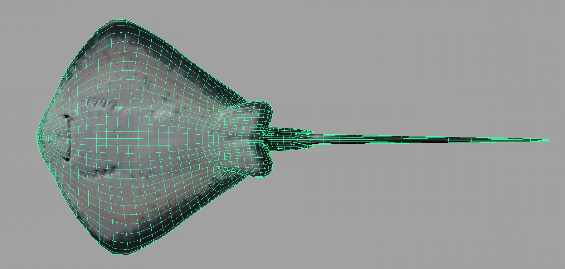 3d model custom rigged stingray