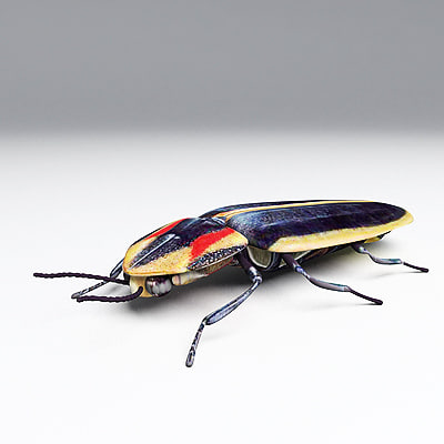firefly bugs beetles 3d model