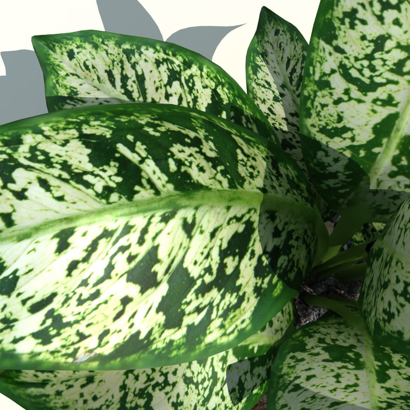 dieffenbachia picta exotica 3d model