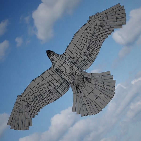 buzzard birds 3d model