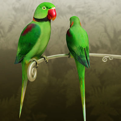 max alexandrine parakeet birds parrots