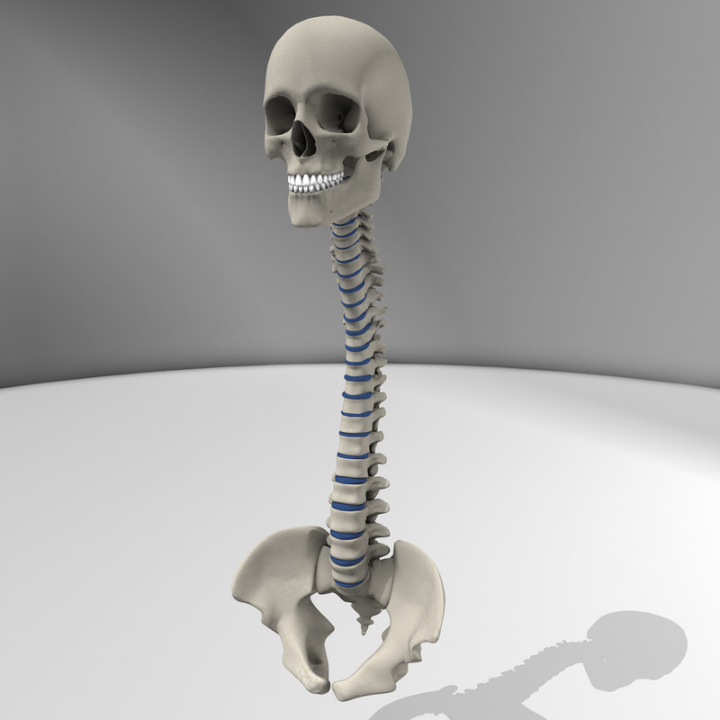 3d model skull spine