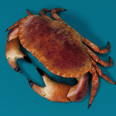 3d crab sea model