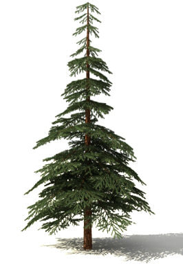 Free Evergreen Tree 3D Models for Download | TurboSquid