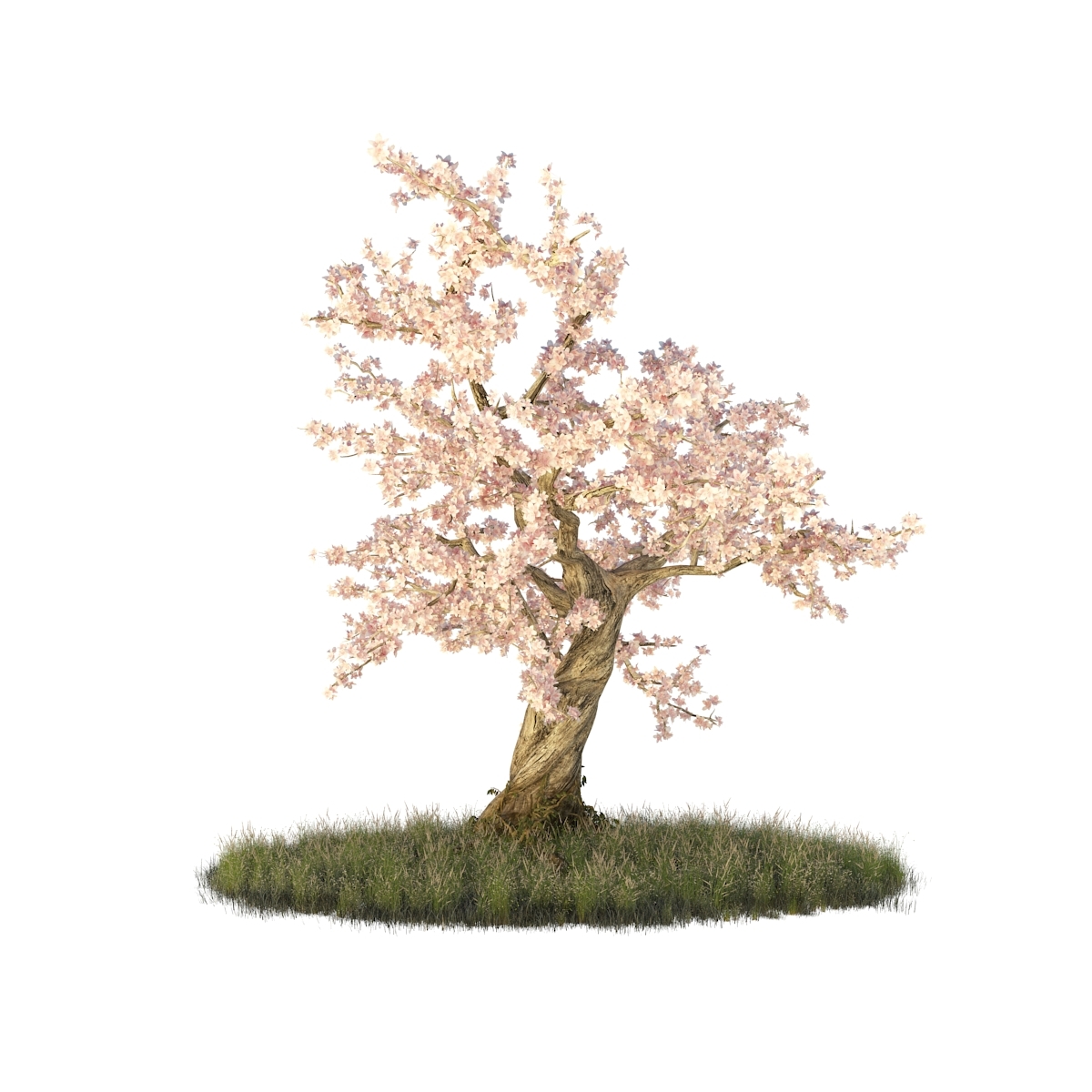 3d cherry tree
