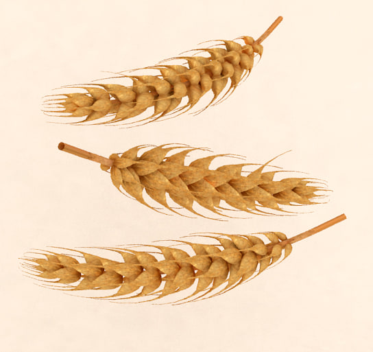 3D Wheat Models | TurboSquid