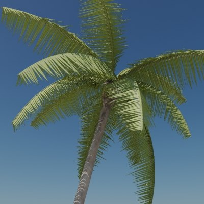 palm tree animation max free