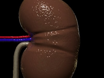 3d realistic kidney