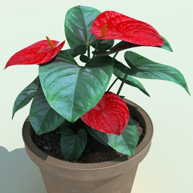 3d anthurium andreanum