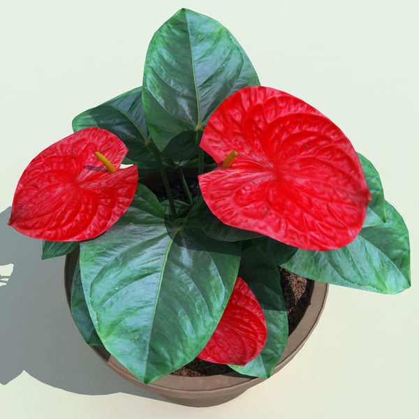 3d anthurium andreanum