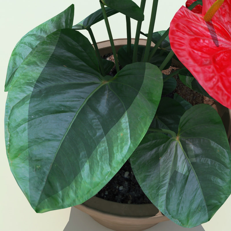 3d anthurium andreanum