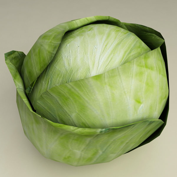 3d model cabbage modelled