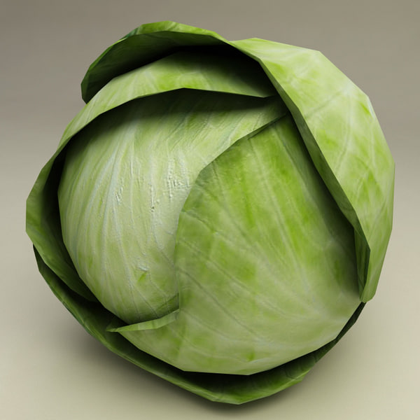 3d model cabbage modelled