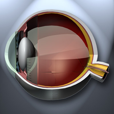human eye 3d model