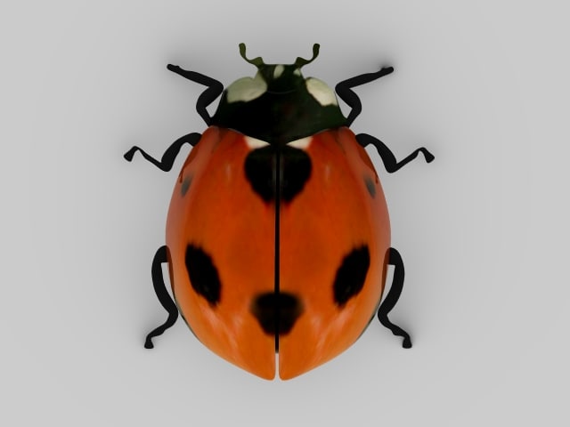 obj ladybird lady