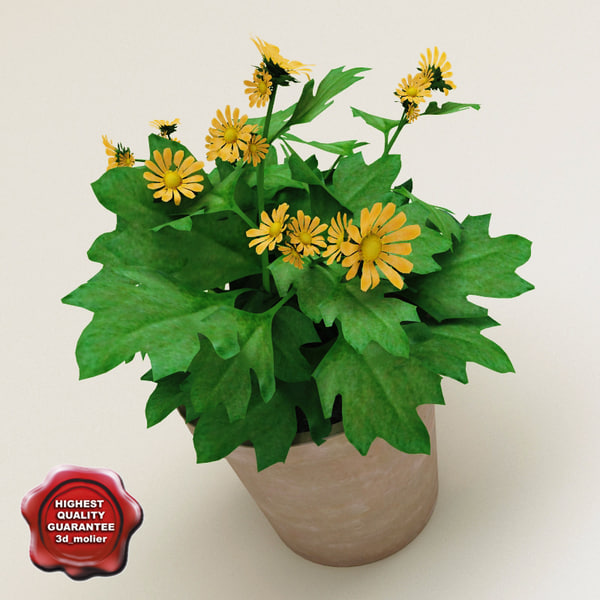 3d model primula kewensis