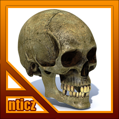 3ds max decayed skull