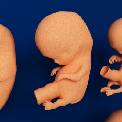 human embryo development 3d model
