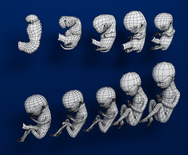 human embryo development 3d model