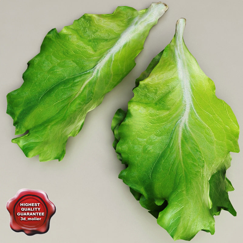 3d model lettuce modelled