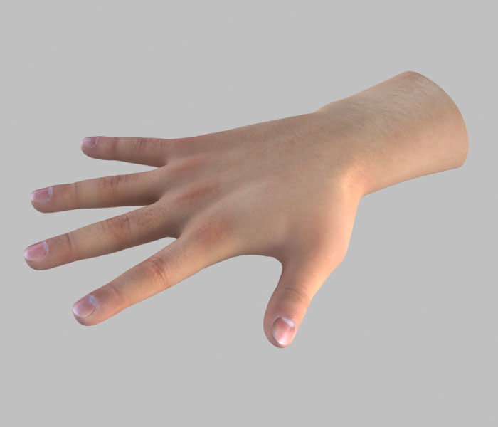 3d male hand