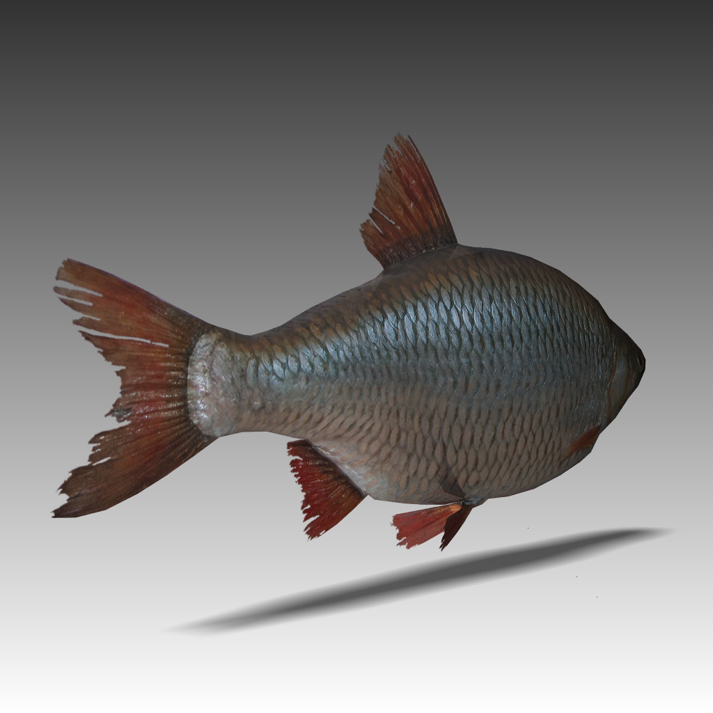 3d model pack fishes