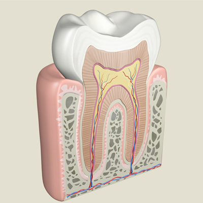 3ds max tooth anatomy